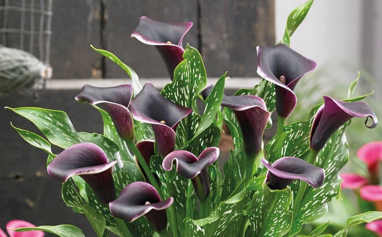About us | Zabo Plant