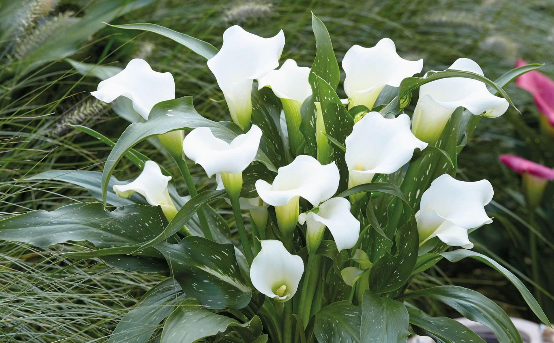 About us | Zabo Plant