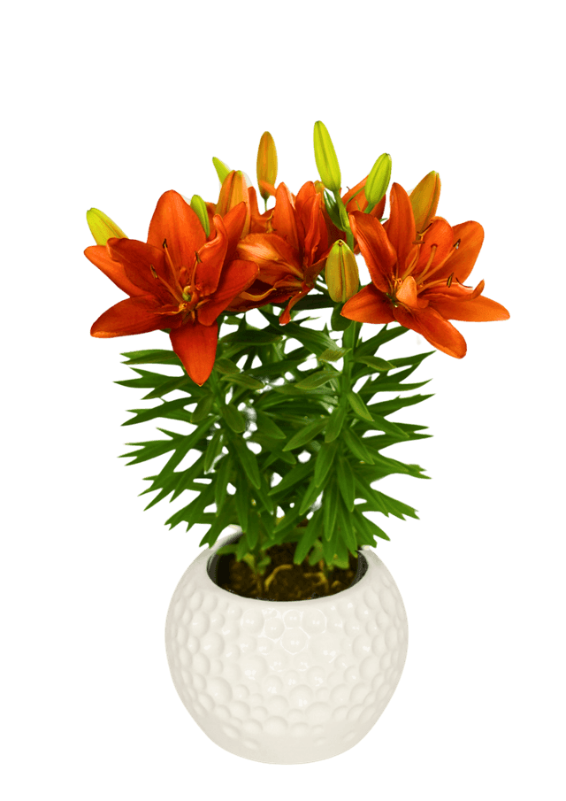 Lilies pot | Zabo Plant