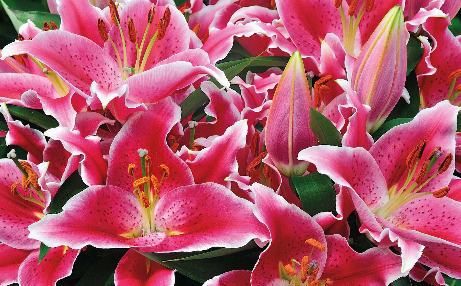 About us | Zabo Plant